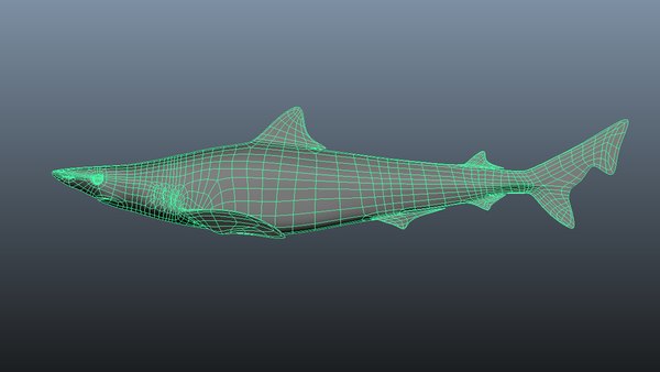 Shark Collection 3D model - TurboSquid 1813081