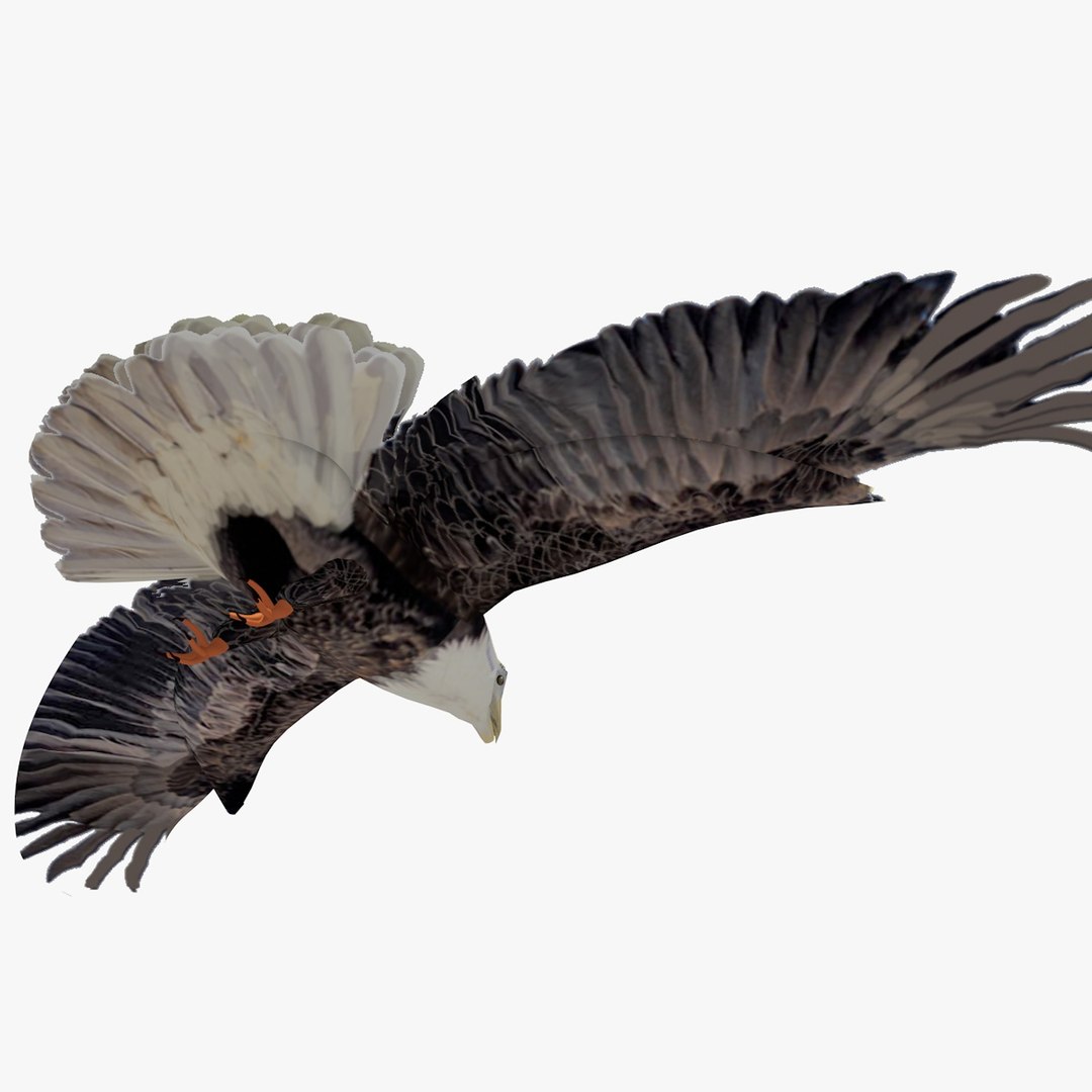 3d C4d Flying Grey Eagle Animation