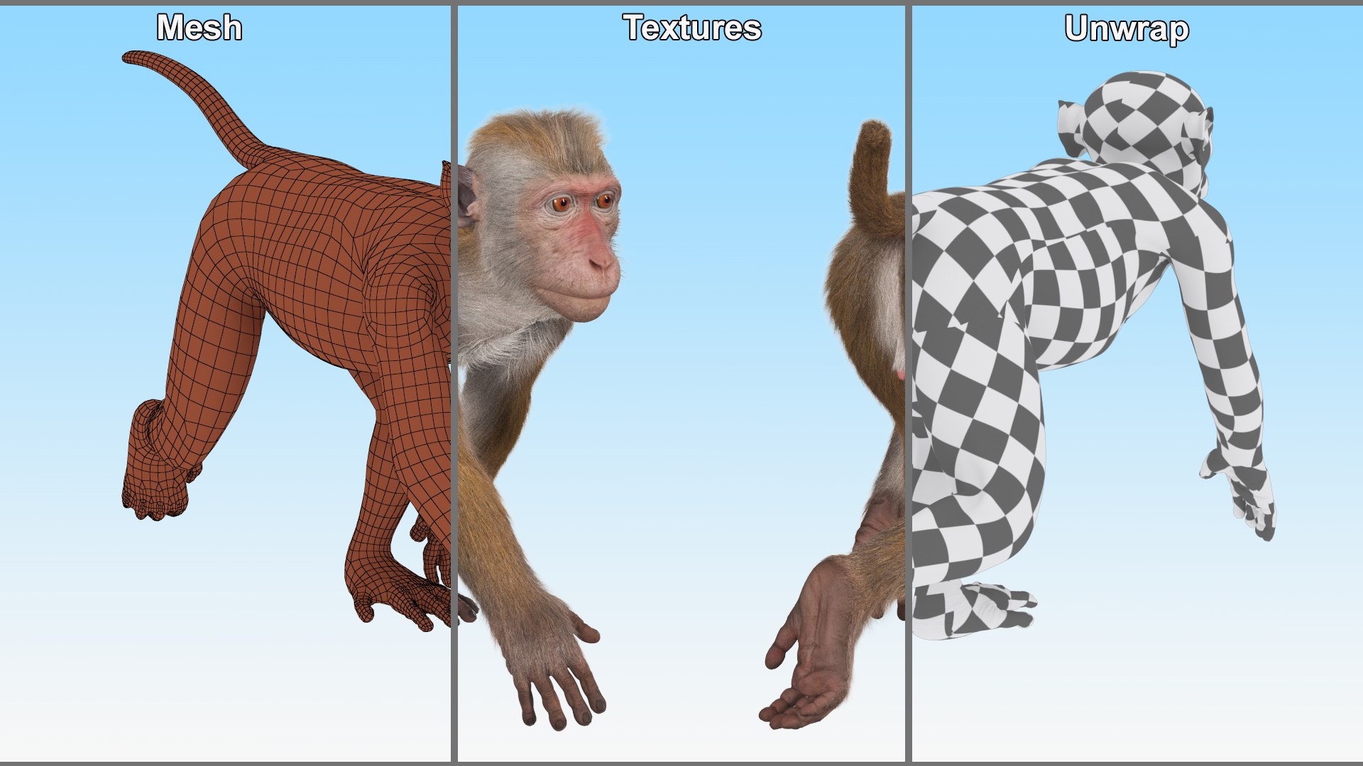 3D Brown Rhesus Macaque Walking Fur - TurboSquid 2435052