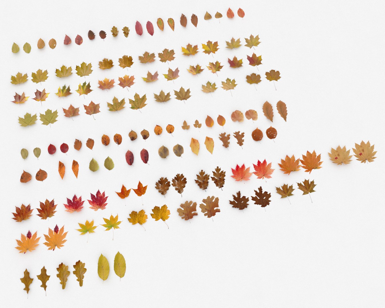 3d Realistic Fall Leaves Scattered Model