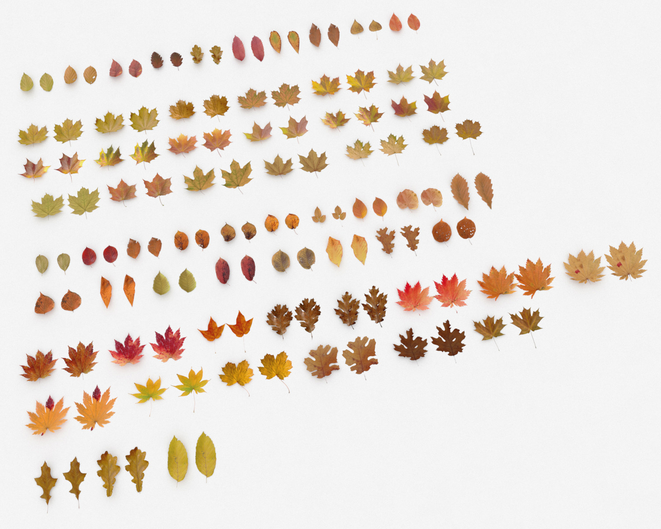 3d realistic fall leaves scattered model