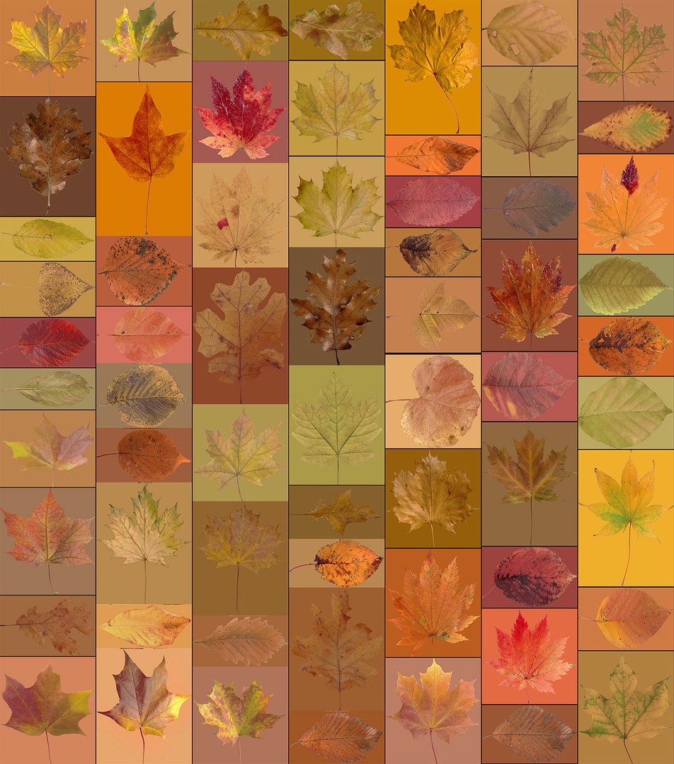 3d Realistic Fall Leaves Scattered Model