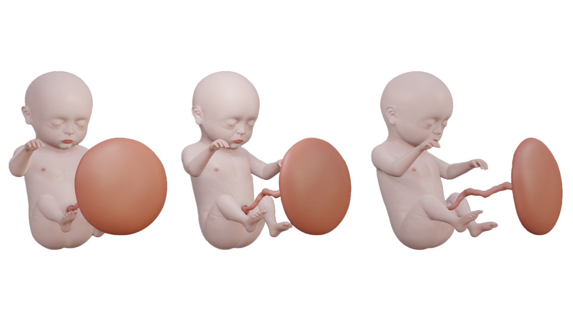 9 Months Human Embryonic Baby Stages 3D Model - TurboSquid 2036034
