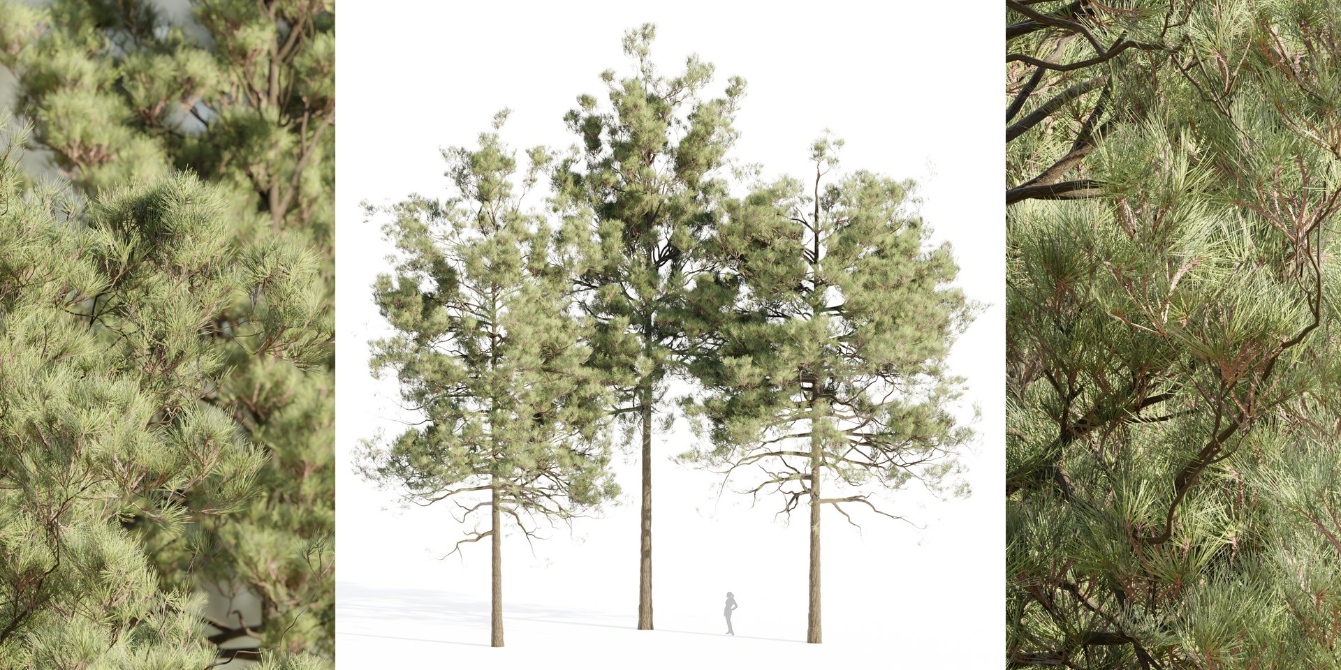 3D Model Pine Trees Collection Vol 11-Blender - TurboSquid 2119788