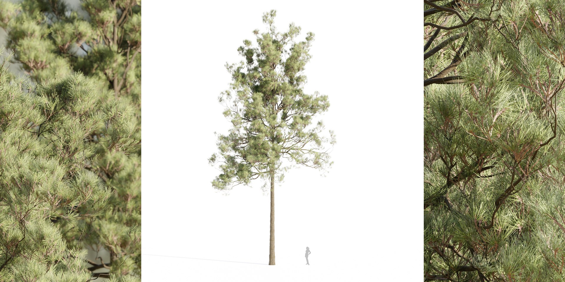 3D Model Pine Trees Collection Vol 11-Blender - TurboSquid 2119788