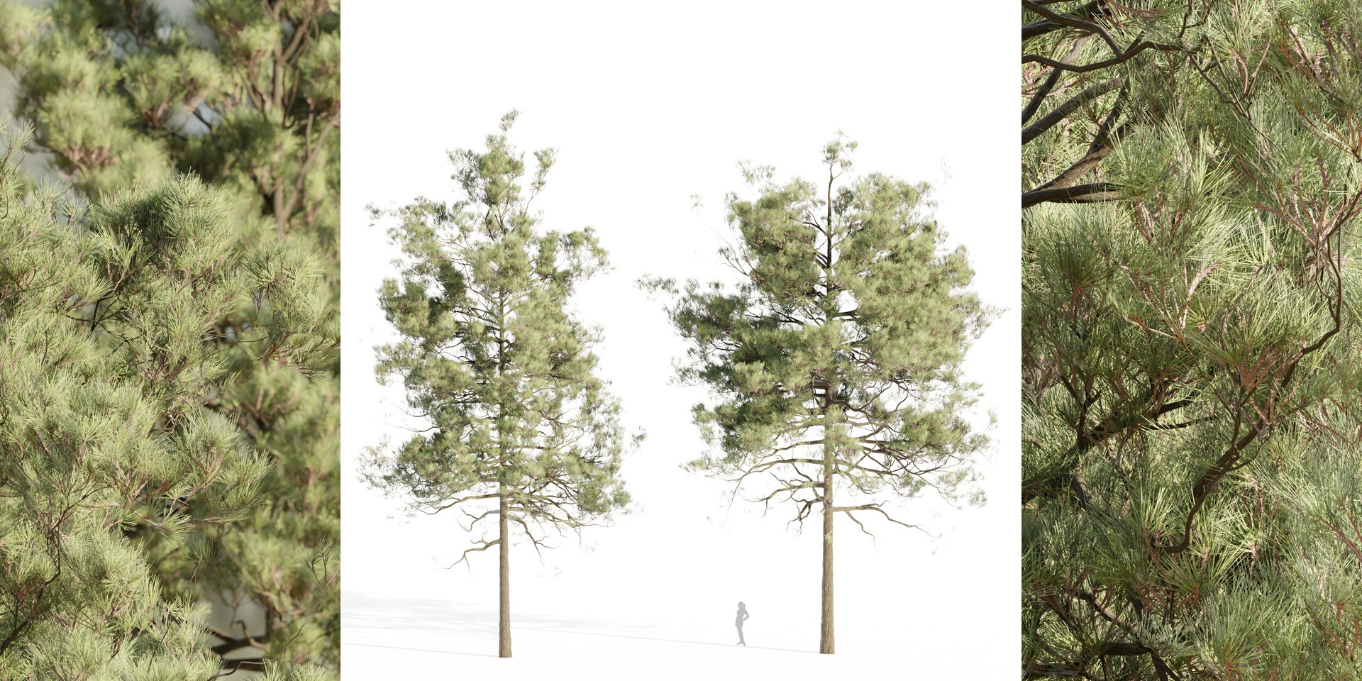 3D Model Pine Trees Collection Vol 11-Blender - TurboSquid 2119788