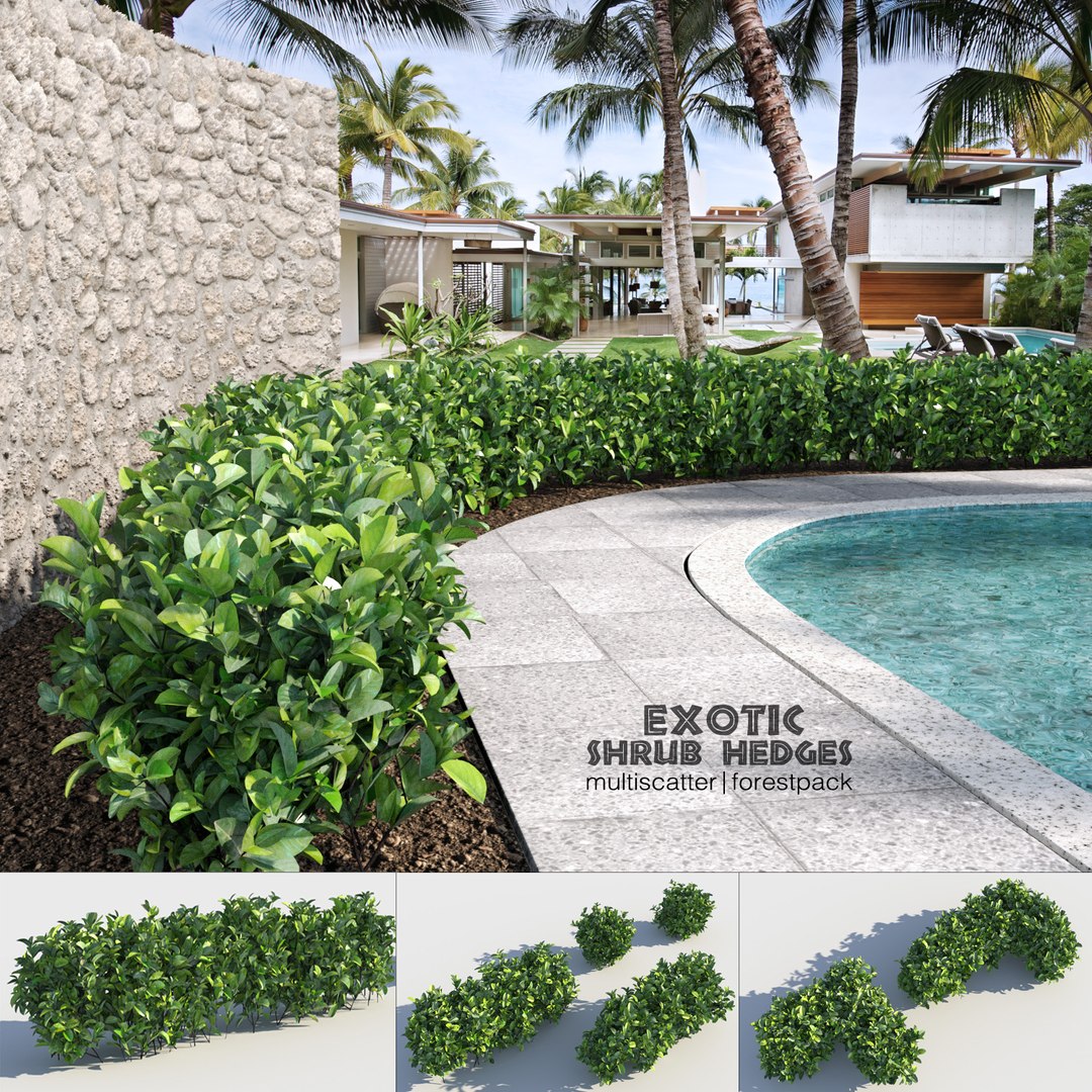 3D Exotic Shrubs Hedges - TurboSquid 1196177