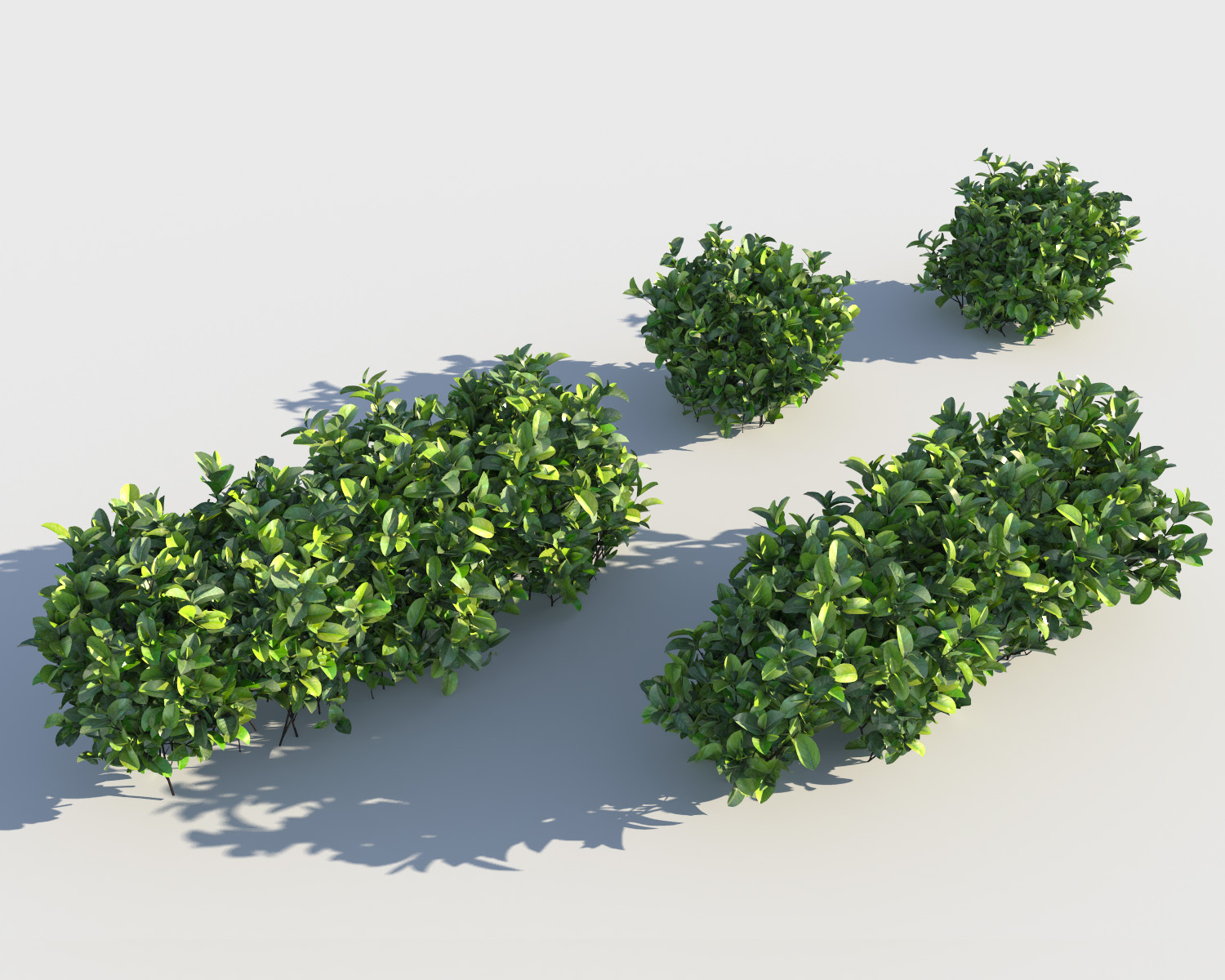 3D exotic shrubs hedges - TurboSquid 1196177