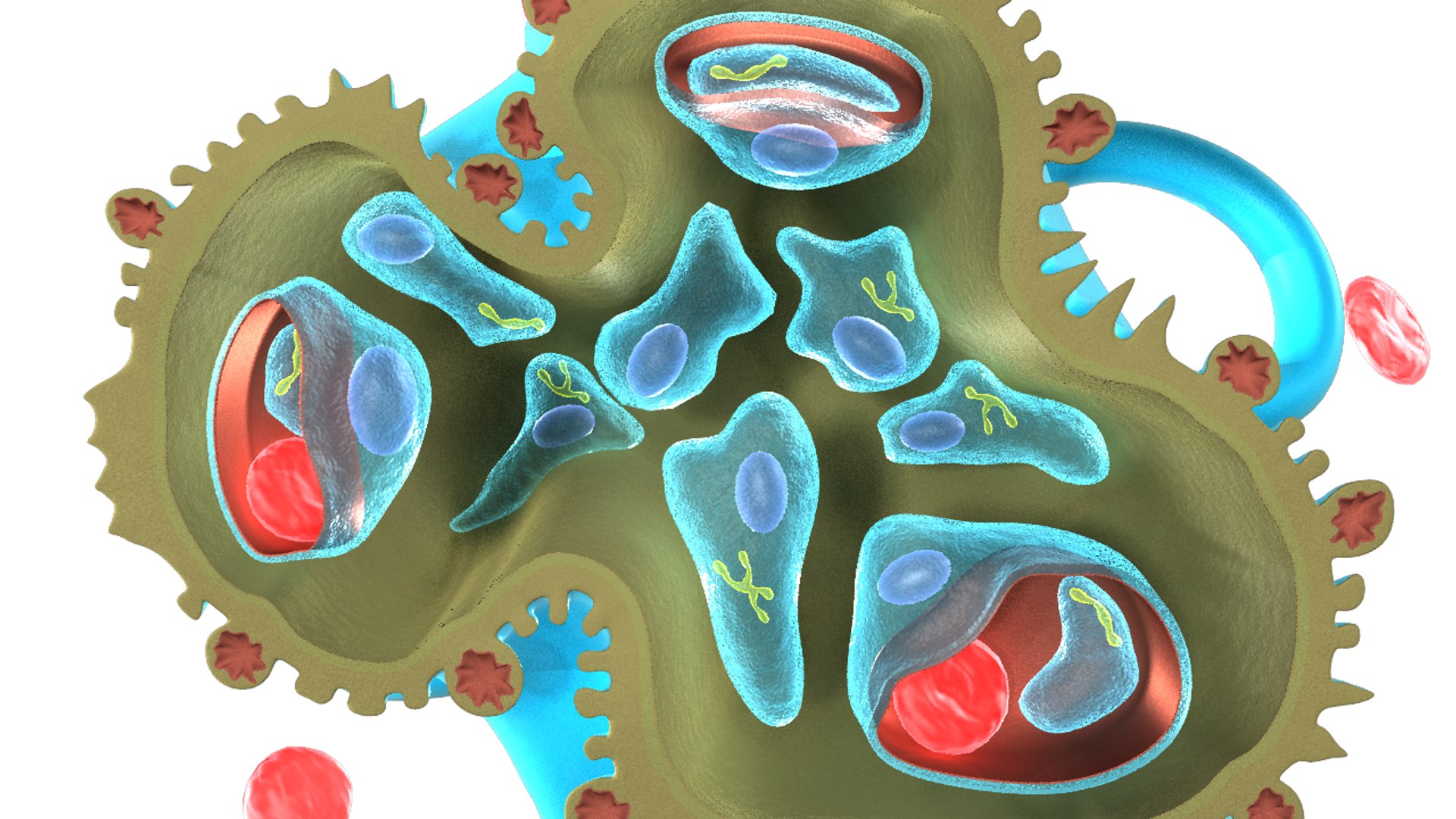 3d Model Glomerulus