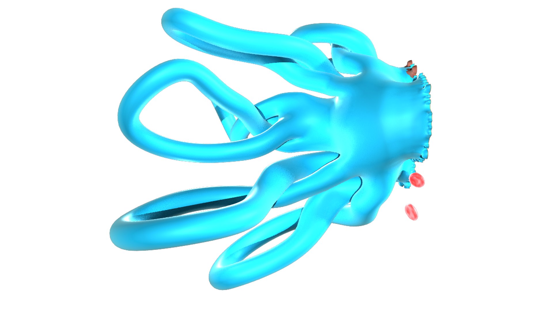 3d Model Glomerulus
