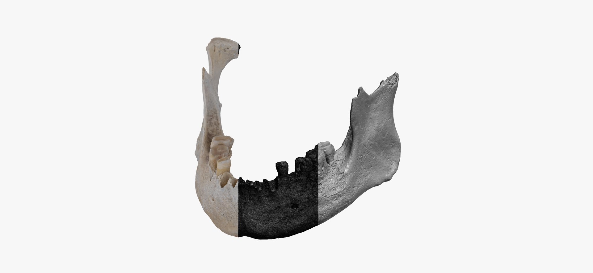 Human Female Skull And Jawbone Mandible Collection 01 - 2 Models RAW ...