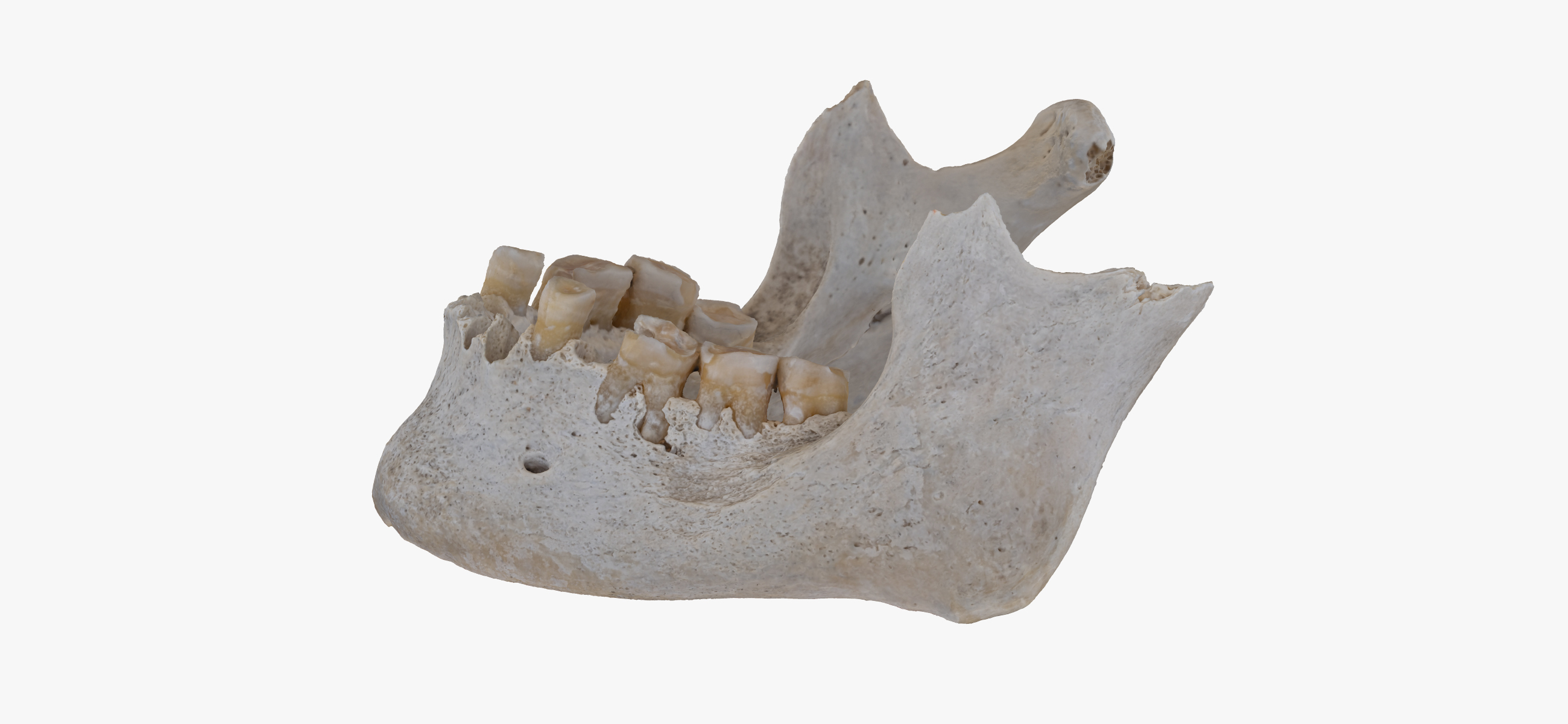 Human Female Skull and Jawbone Mandible Collection 01 - 2 models RAW ...