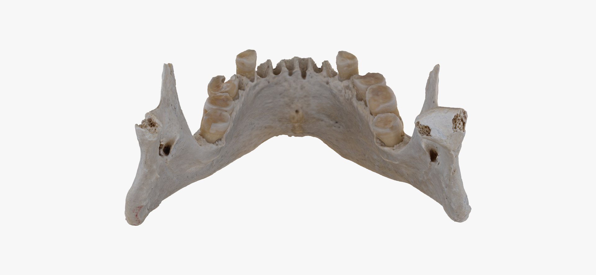 Human Female Skull and Jawbone Mandible Collection 01 - 2 models RAW ...