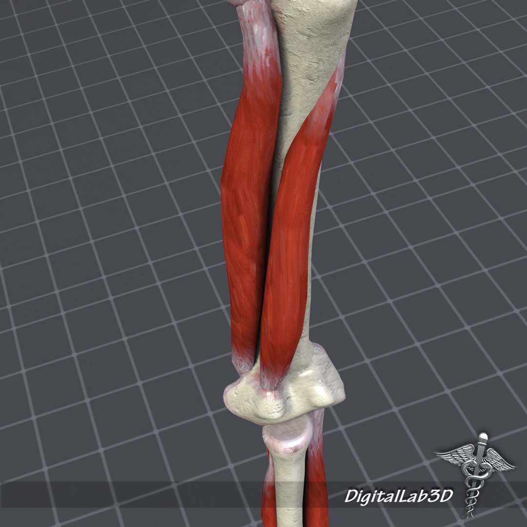 Human Elbow Bone 3d Model