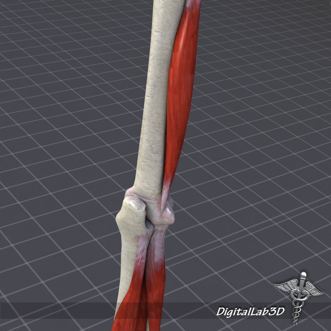 Human Elbow Bone 3d Model