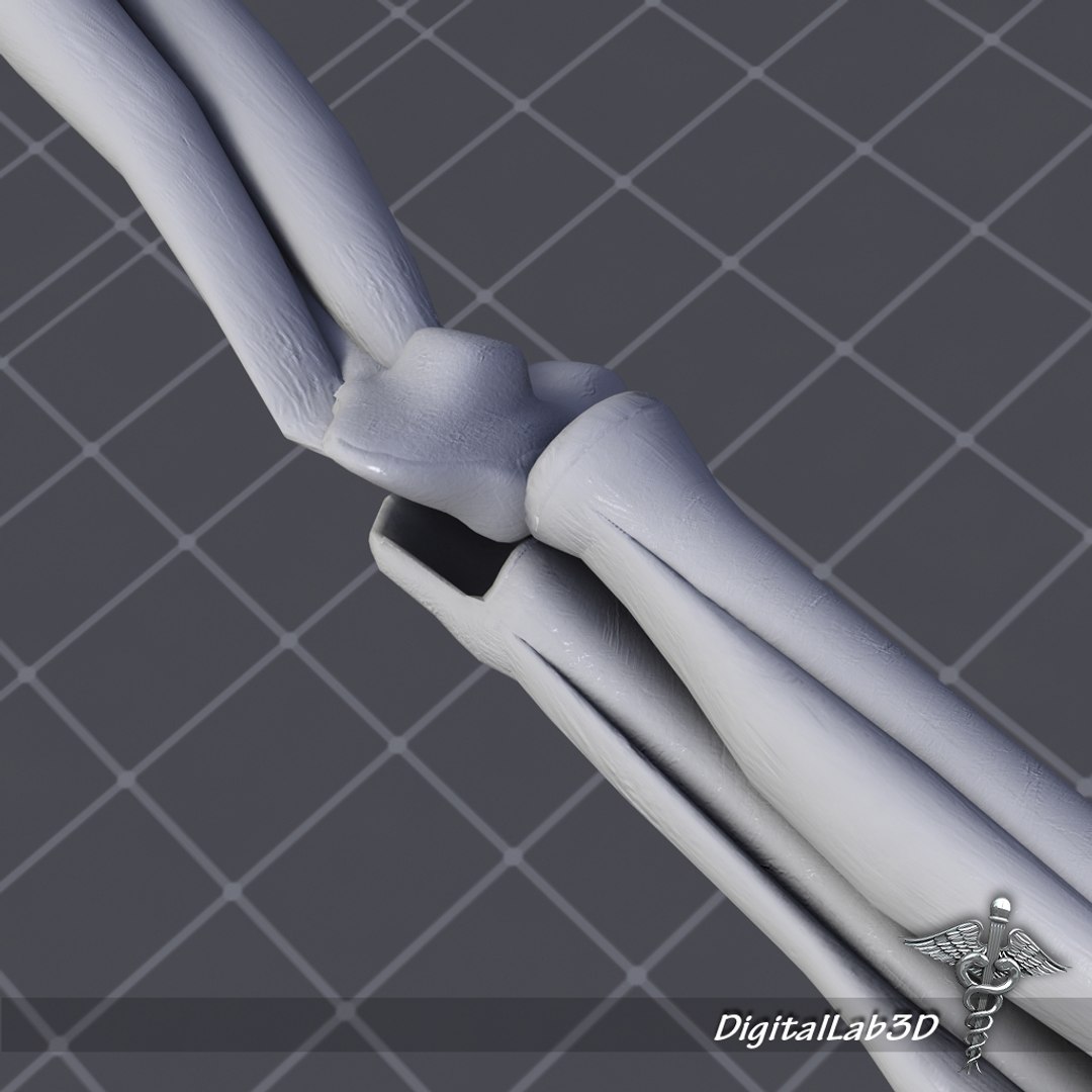 Human Elbow Bone 3d Model