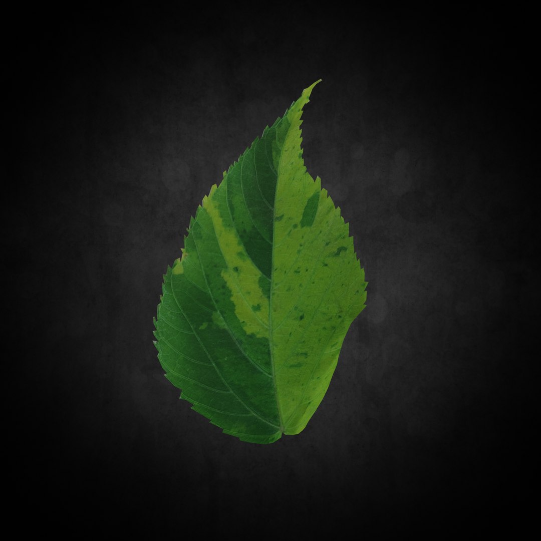 Low Poly Leaf 054 3D Model - TurboSquid 1852428