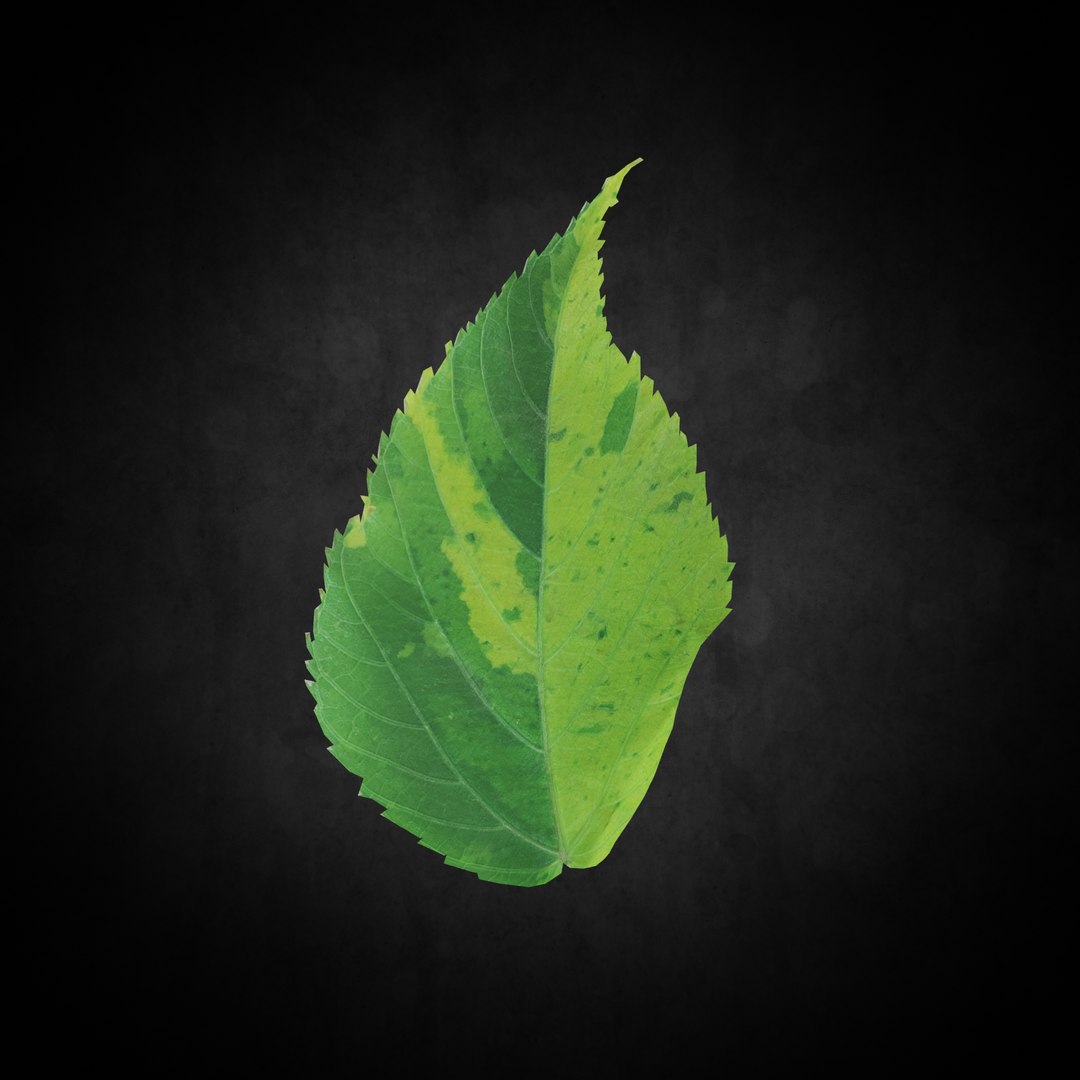 Low Poly Leaf 054 3D Model - TurboSquid 1852428