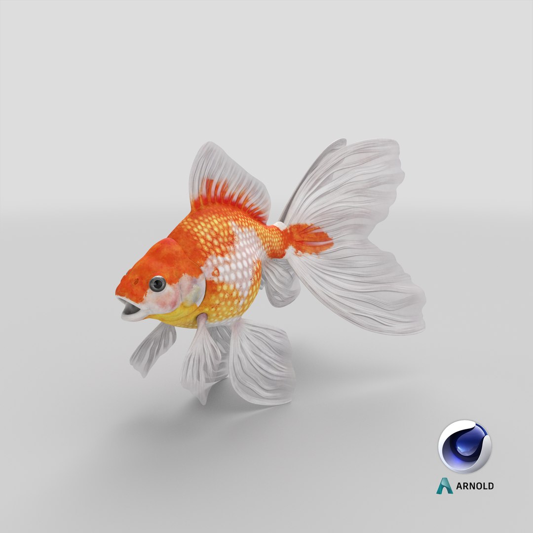 Goldfish Aquarium Fish 3D Model - TurboSquid 1762442