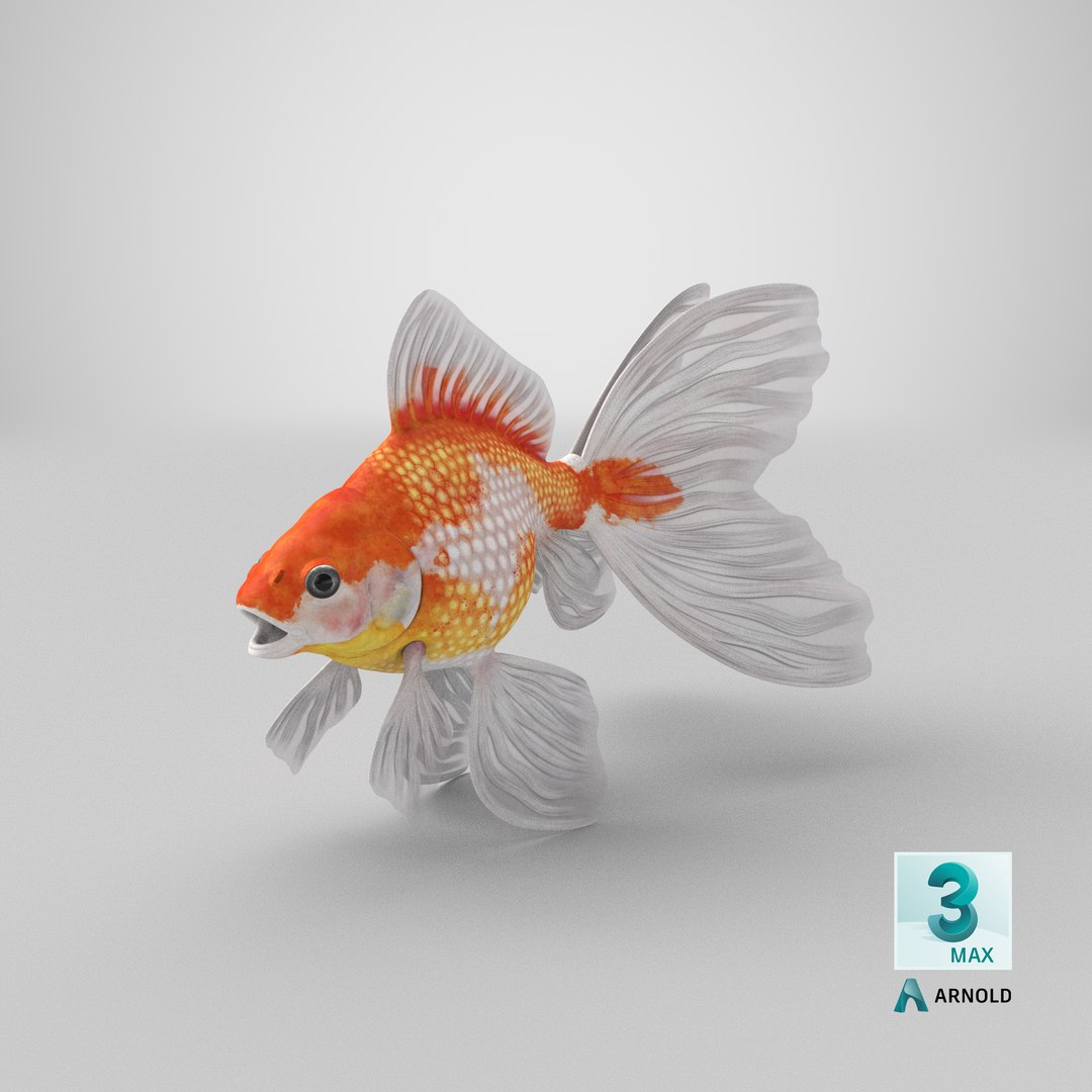 Goldfish Aquarium Fish 3D Model - TurboSquid 1762442