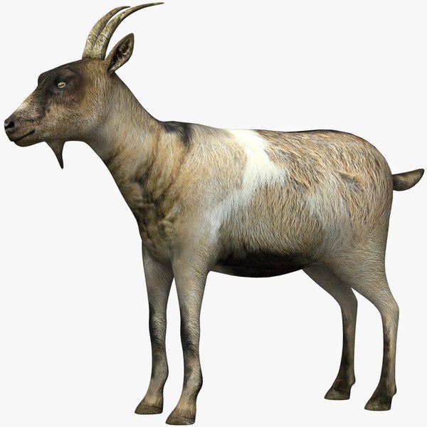 Goat 3D Models for Download | TurboSquid