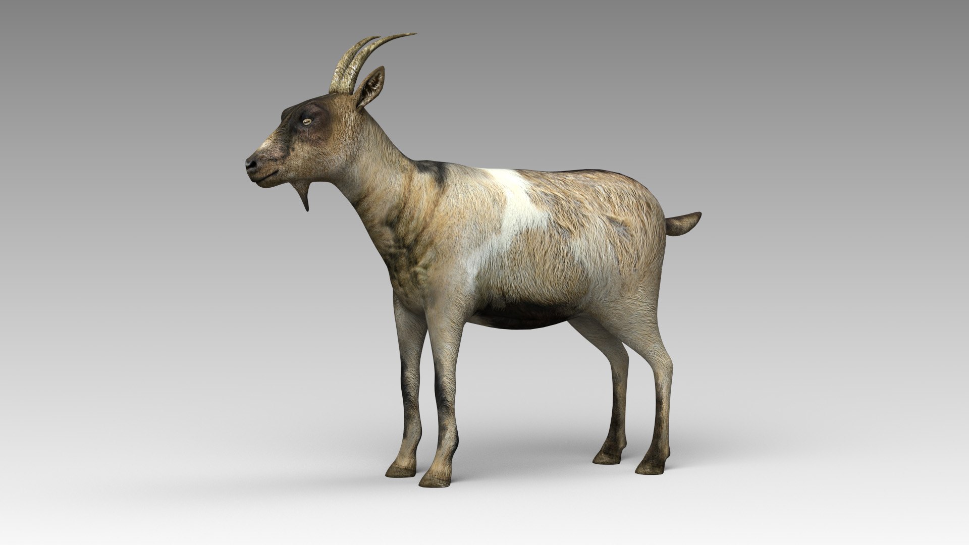 Domestic Goat 3D - TurboSquid 1210656
