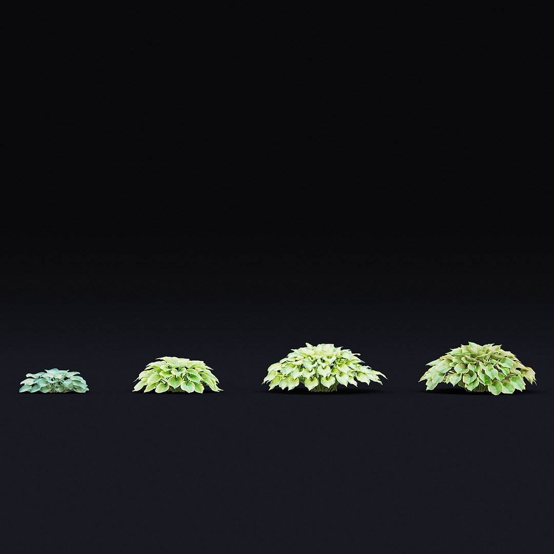 3D Hosta model - TurboSquid 1927208