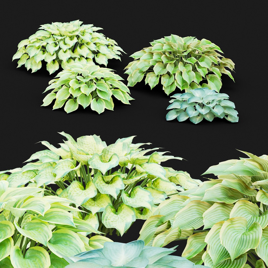 3D Hosta model - TurboSquid 1927208