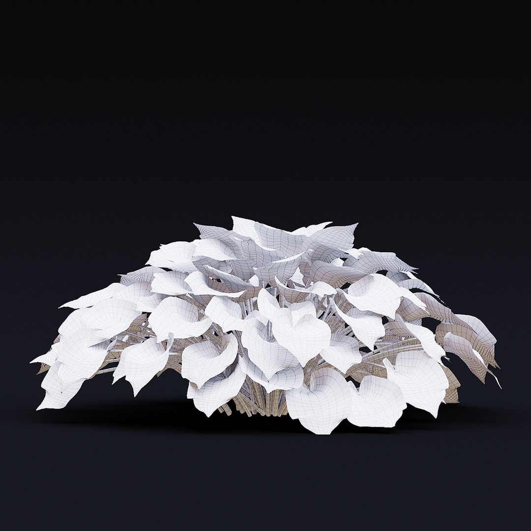 3D Hosta model - TurboSquid 1927208