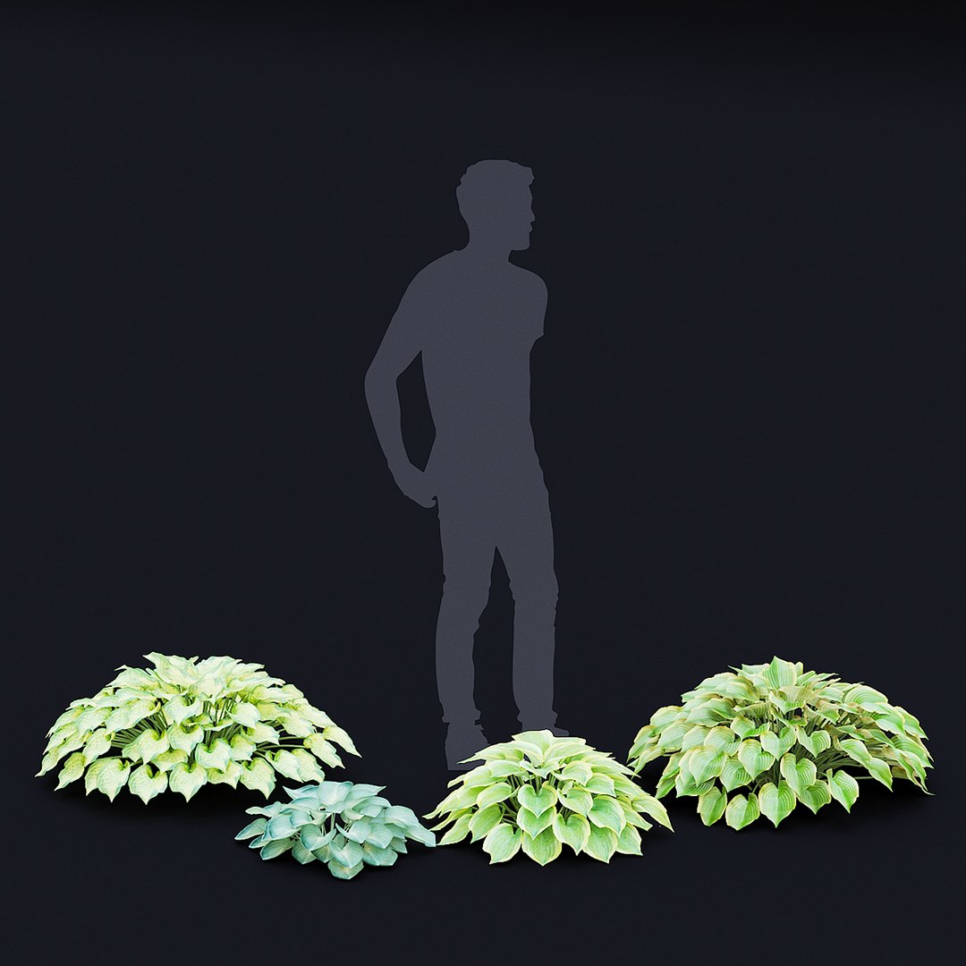 3D Hosta model - TurboSquid 1927208