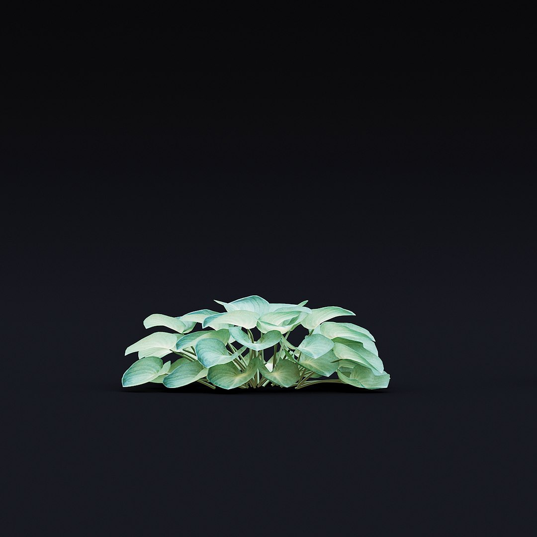 3D Hosta model - TurboSquid 1927208