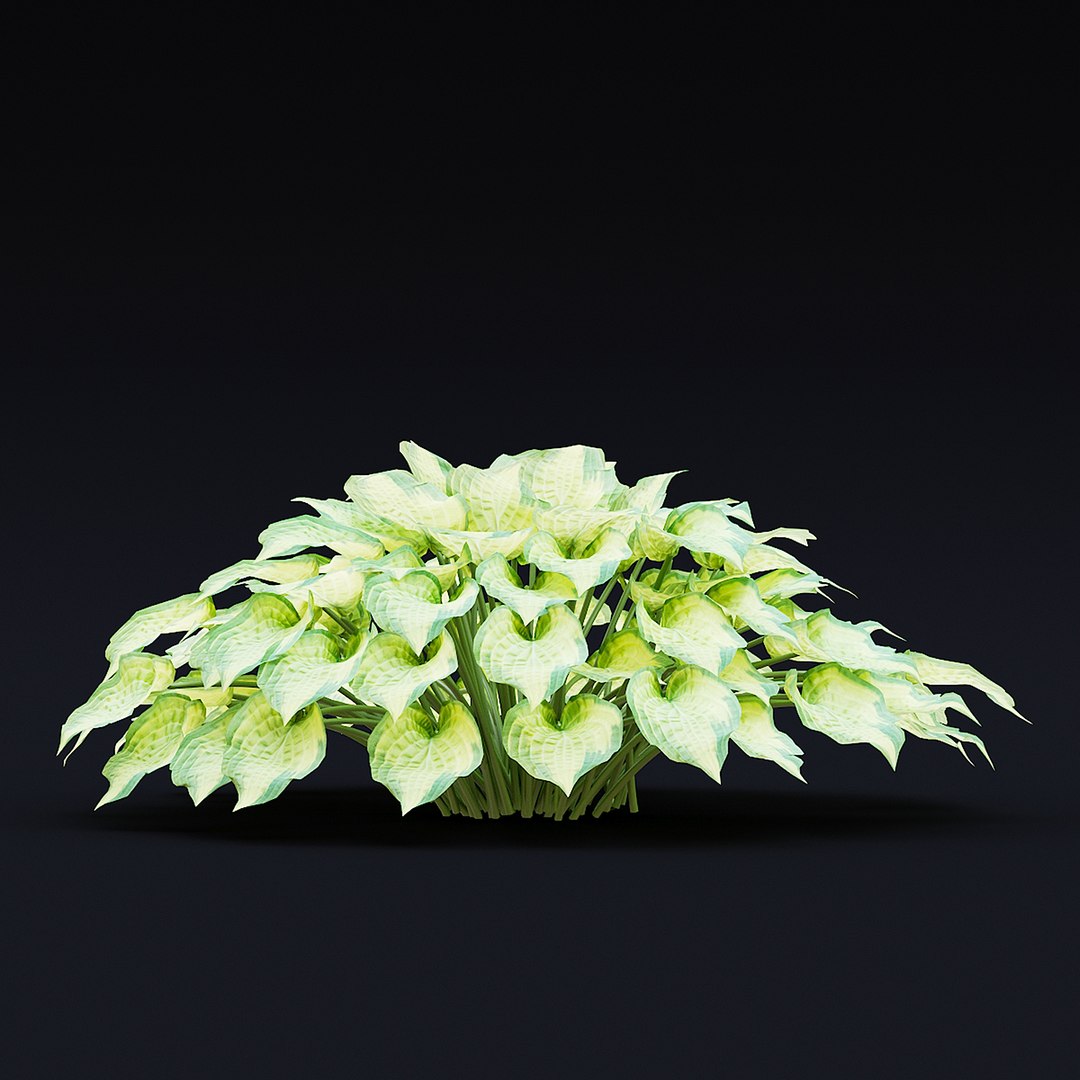 3D Hosta model - TurboSquid 1927208