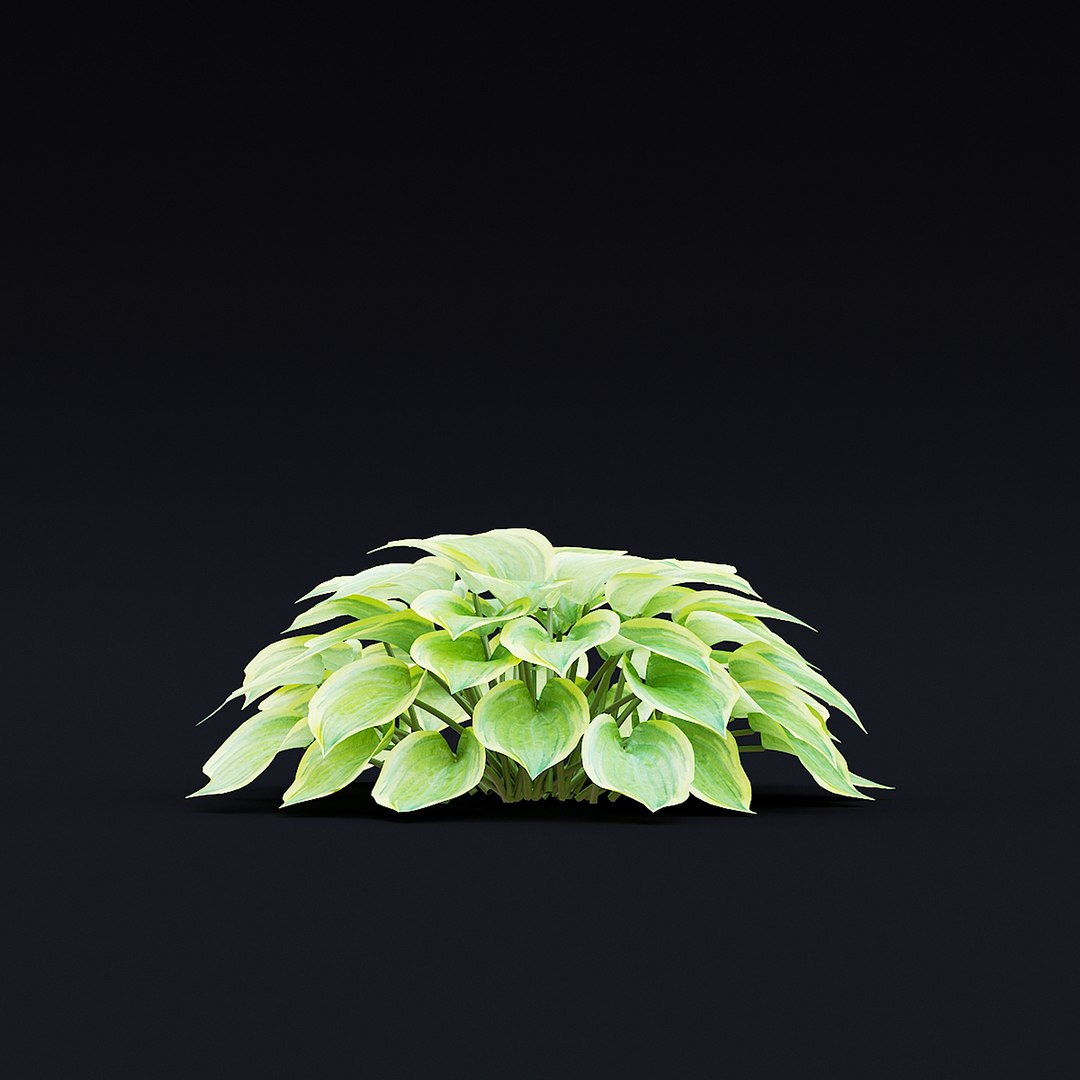 3D Hosta model - TurboSquid 1927208