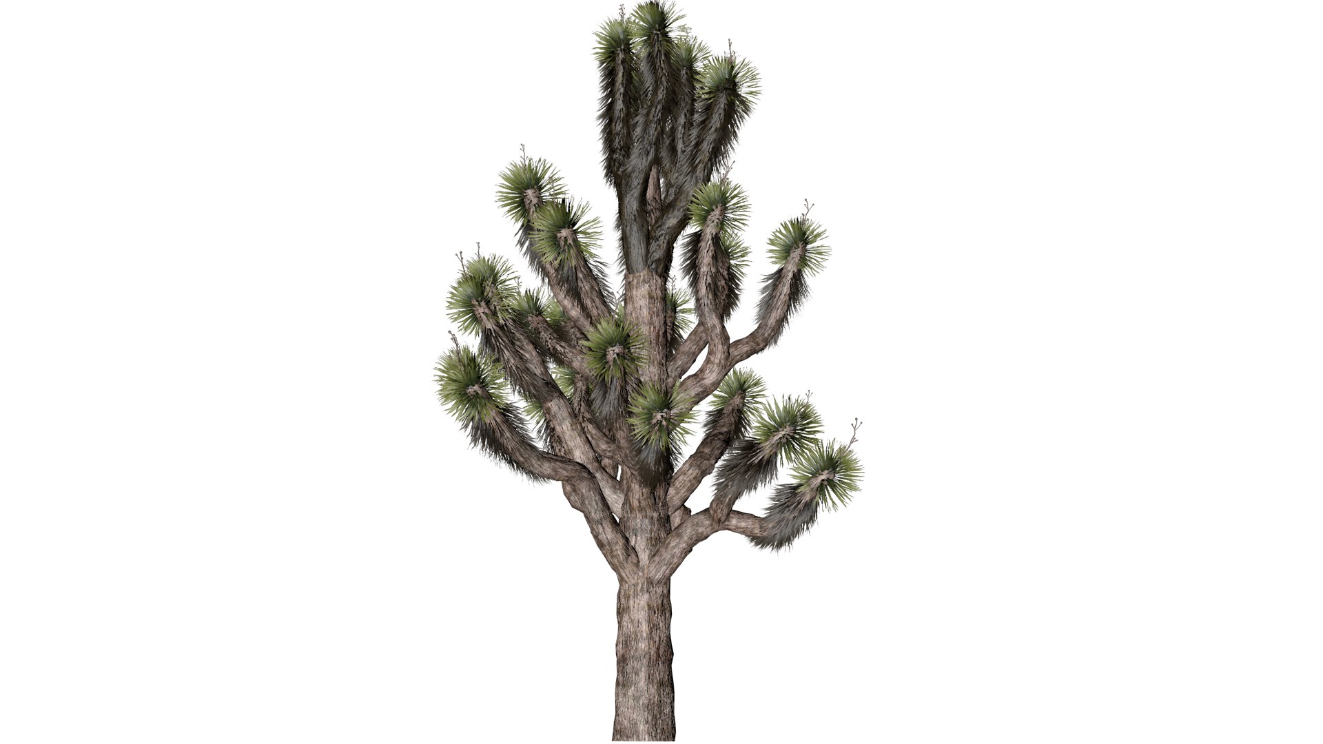 Joshua Tree - 01 - 3D - TurboSquid 2371972