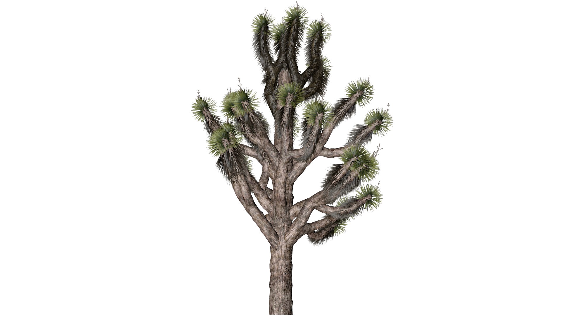 Joshua Tree - 01 - 3D - TurboSquid 2371972