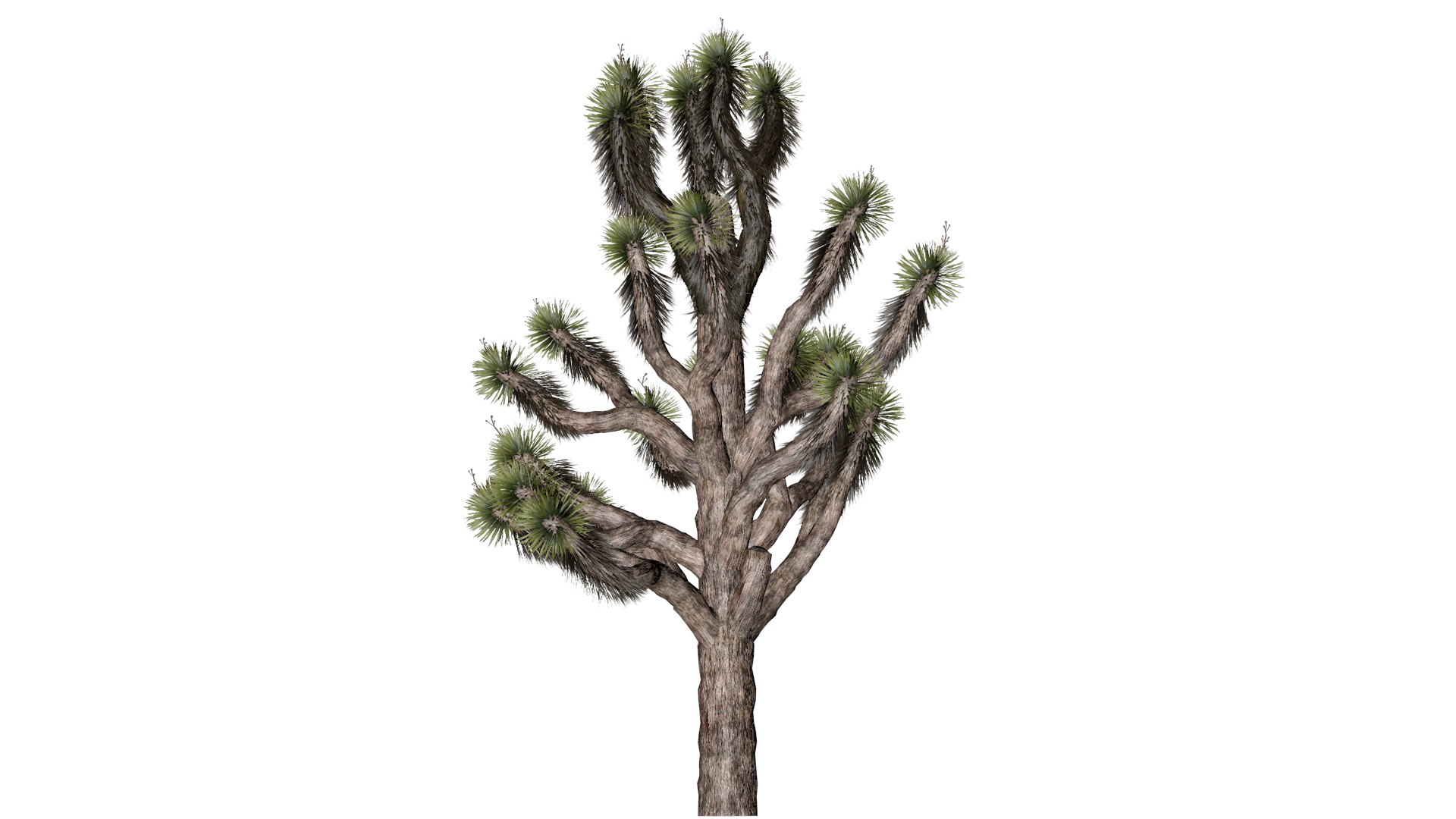 Joshua Tree - 01 - 3D - TurboSquid 2371972