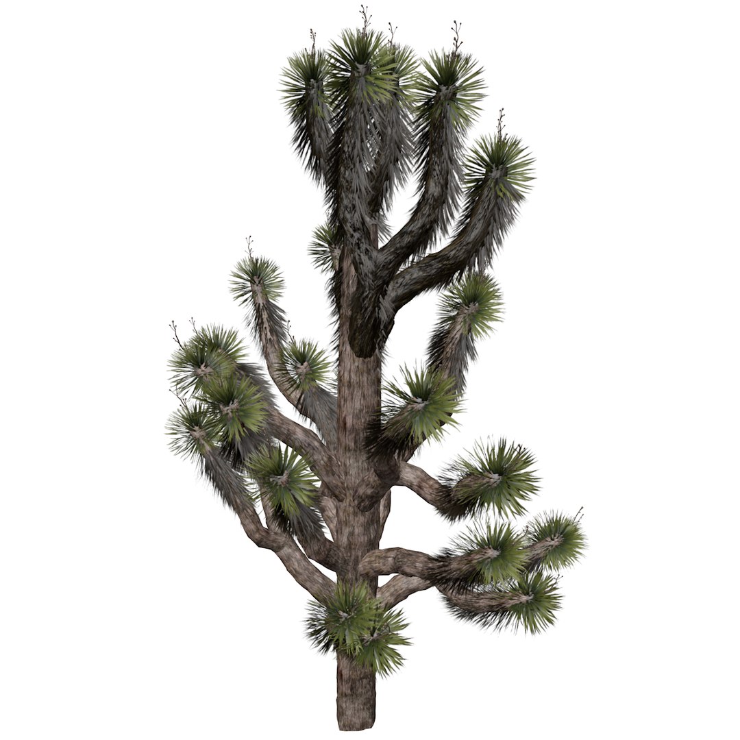 Joshua Tree - 01 - 3D - TurboSquid 2371972