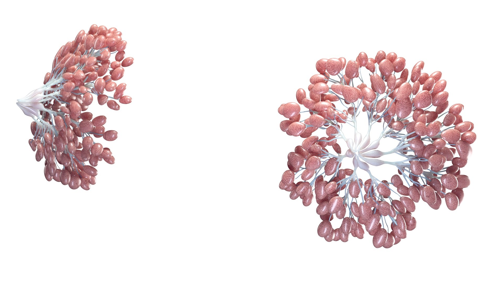 Mammary Glands 3d Model Turbosquid 2195281