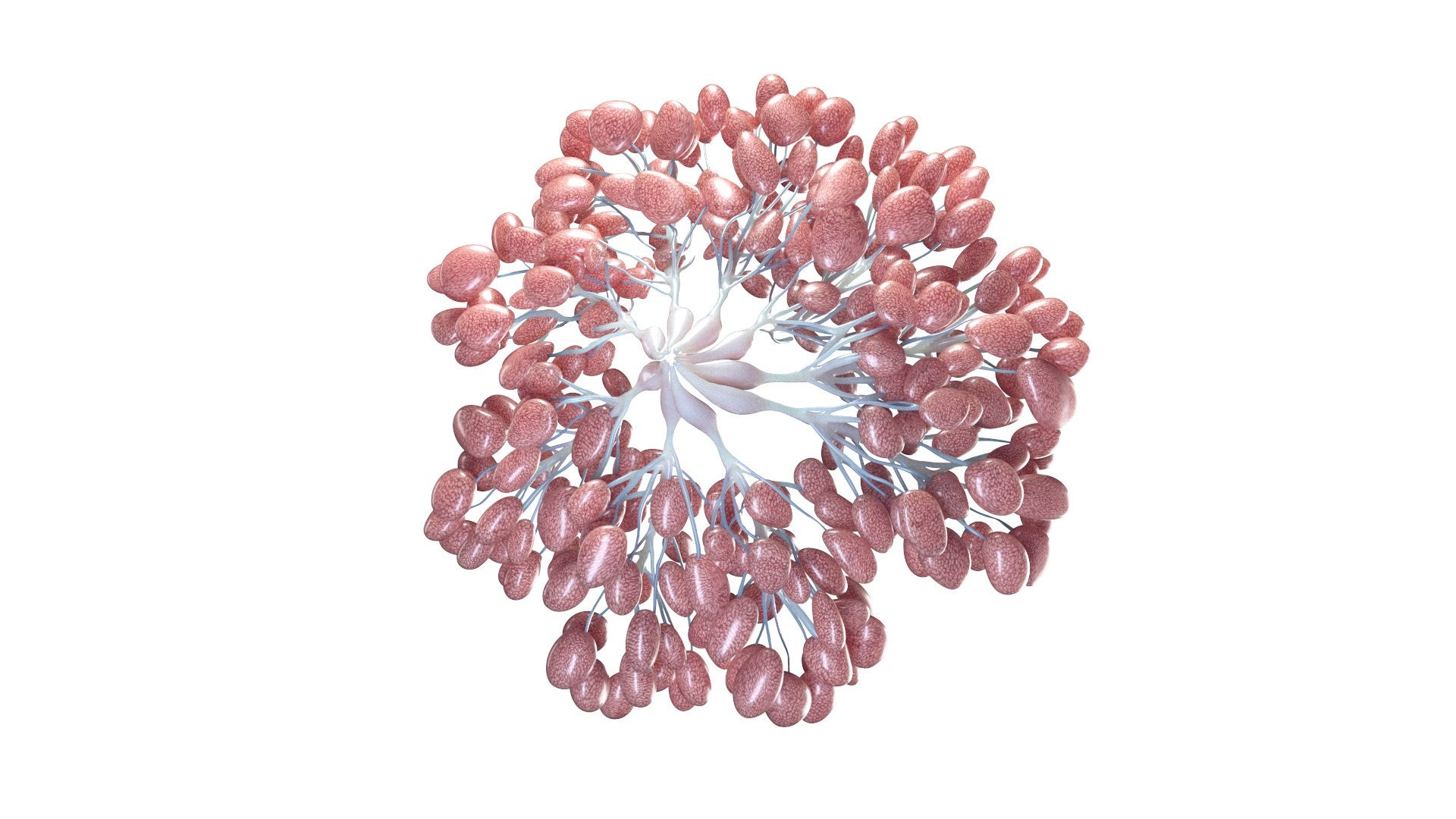 Mammary Glands 3d Model Turbosquid 2195281