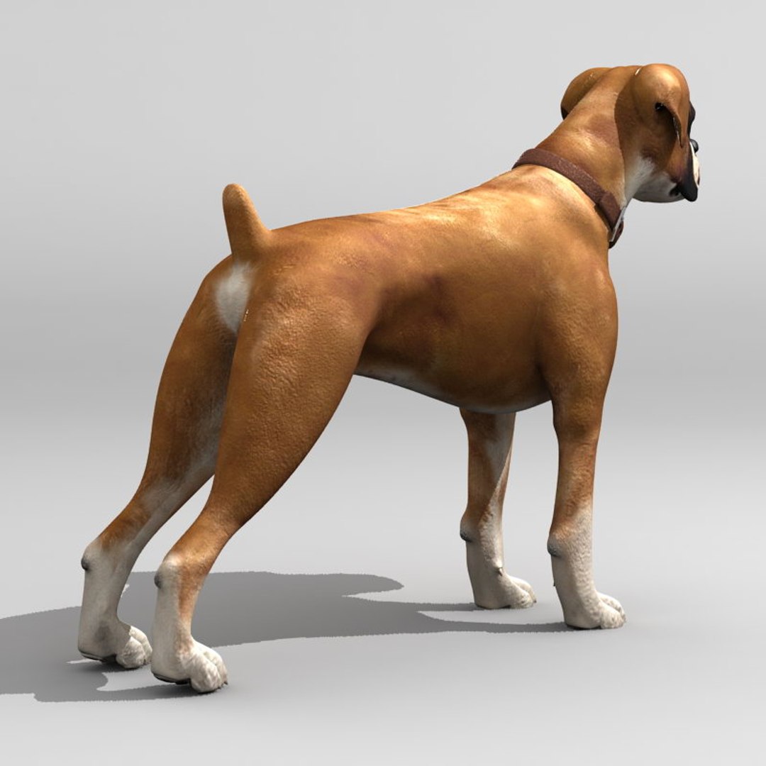 3d dog 1 model