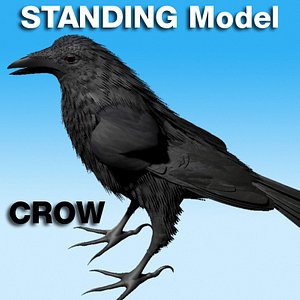 3d model crow soaring rigged v8