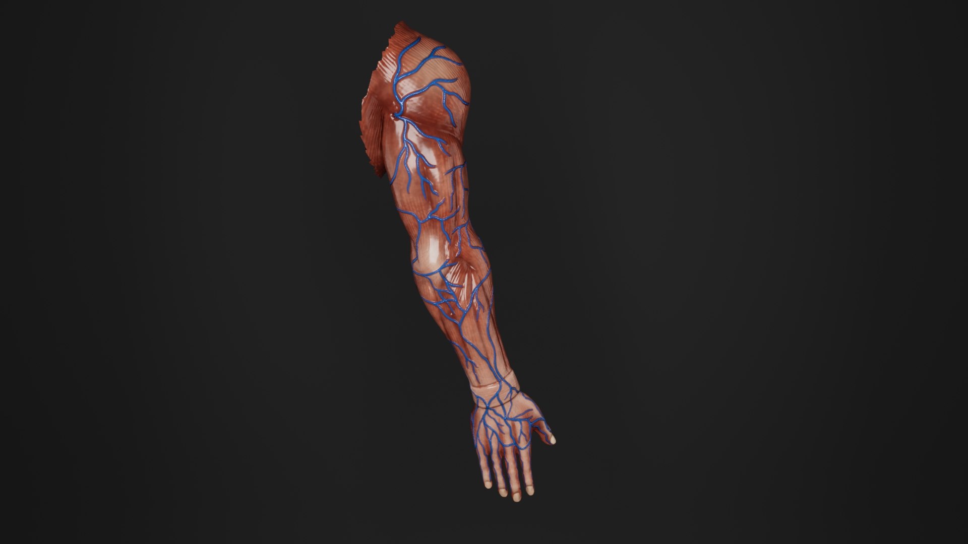 Human Anatomy-Cardiovascular-Venous System Of The Upper Limb Model ...