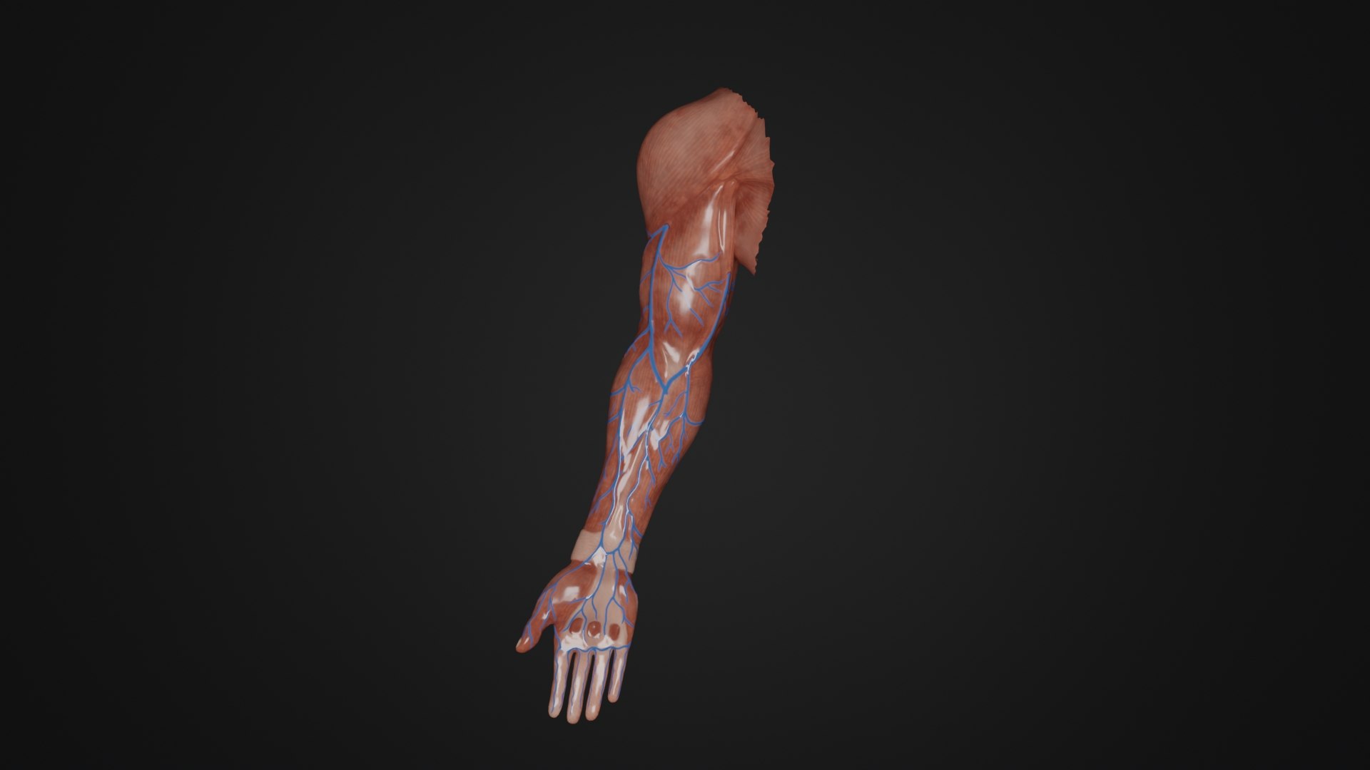 Human Anatomy-Cardiovascular-Venous System Of The Upper Limb Model ...