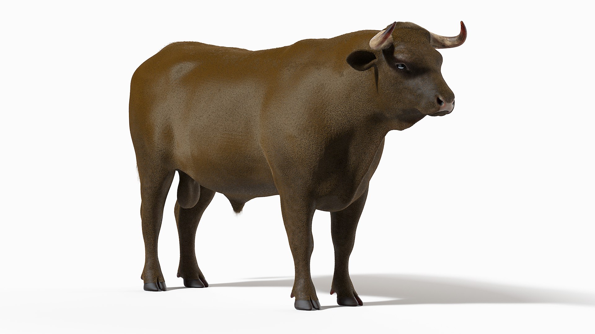 3D Bull Body Static Model - TurboSquid 1712211