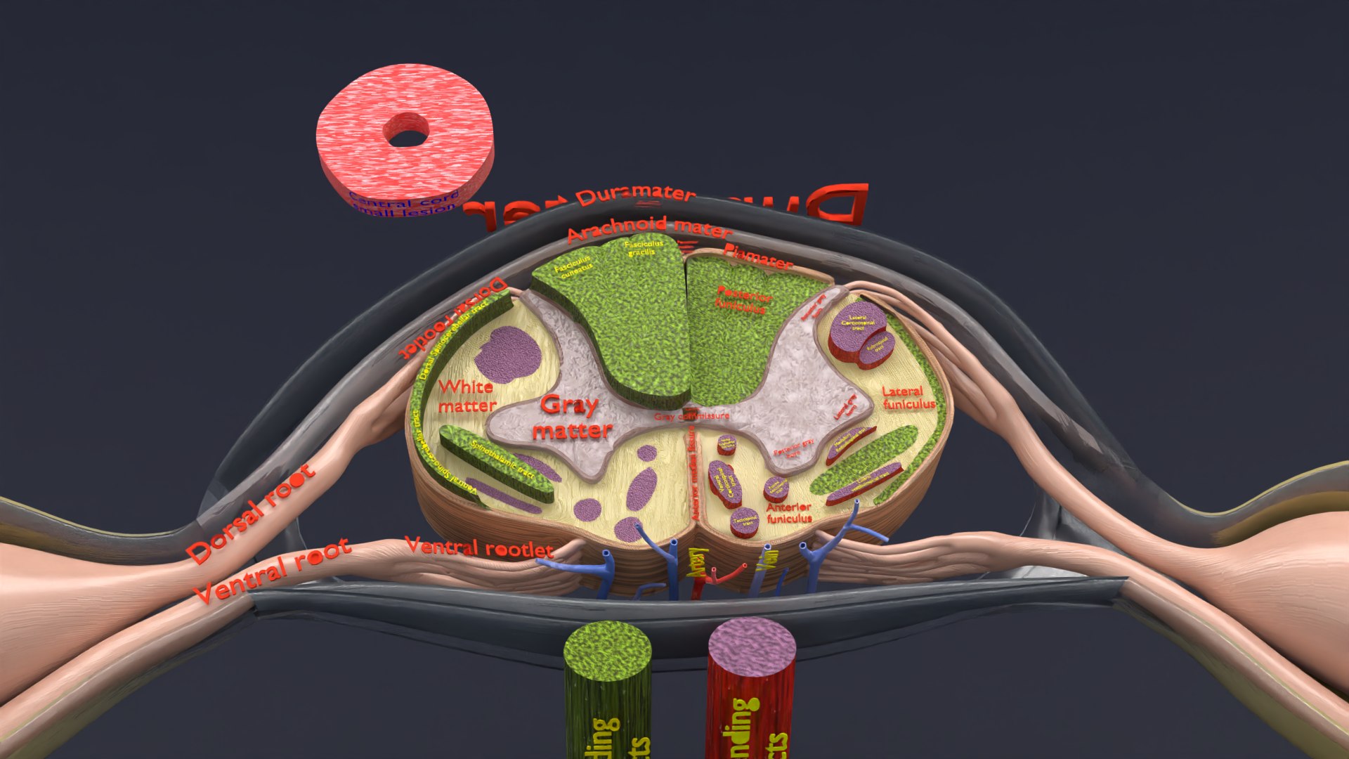 The Blend Model Depicts The Spinal Cord Injuries And Its Various ...