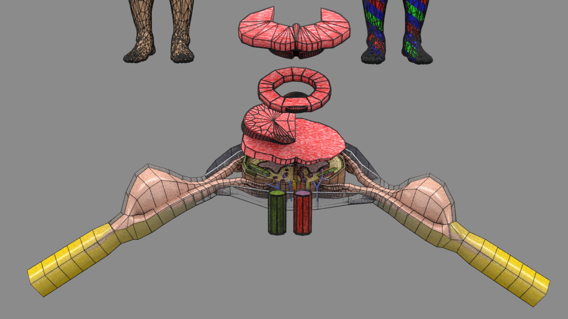 The Blend Model Depicts The Spinal Cord Injuries And Its Various ...