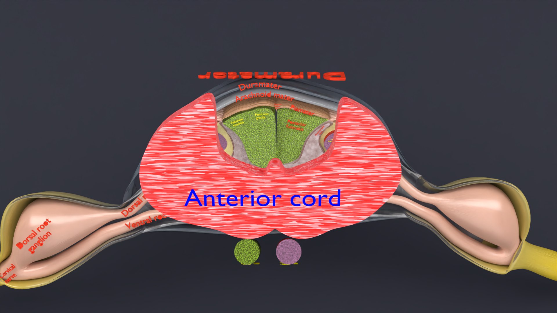 The Blend Model Depicts The Spinal Cord Injuries And Its Various ...