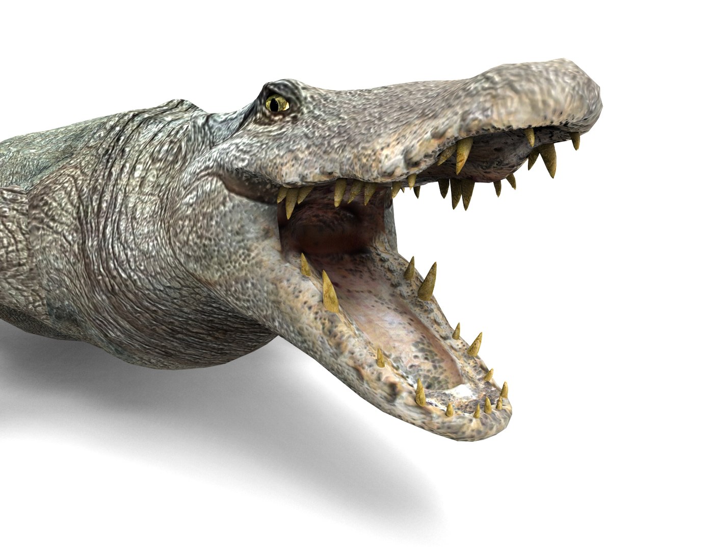 3D crocodile rigged - TurboSquid 1231855