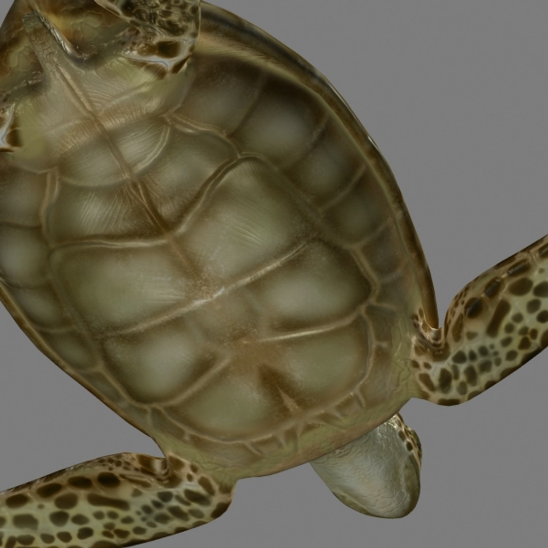 3d Model Turtle Sea