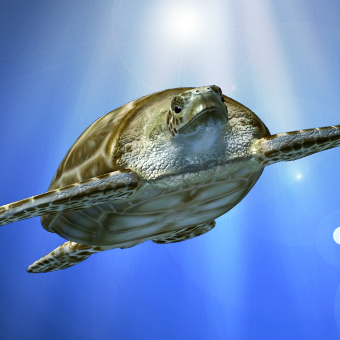 3d Model Turtle Sea
